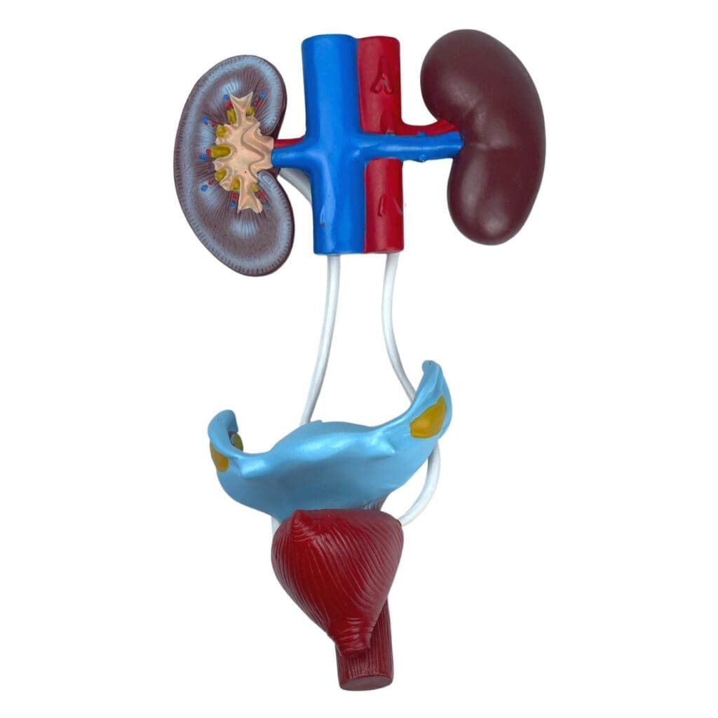 Modelo Aparato Urogenital Femenino | Prodelab